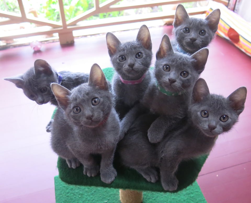 British Shorthair, Russian, Burmese or Korat - Which Blue Cat is that?